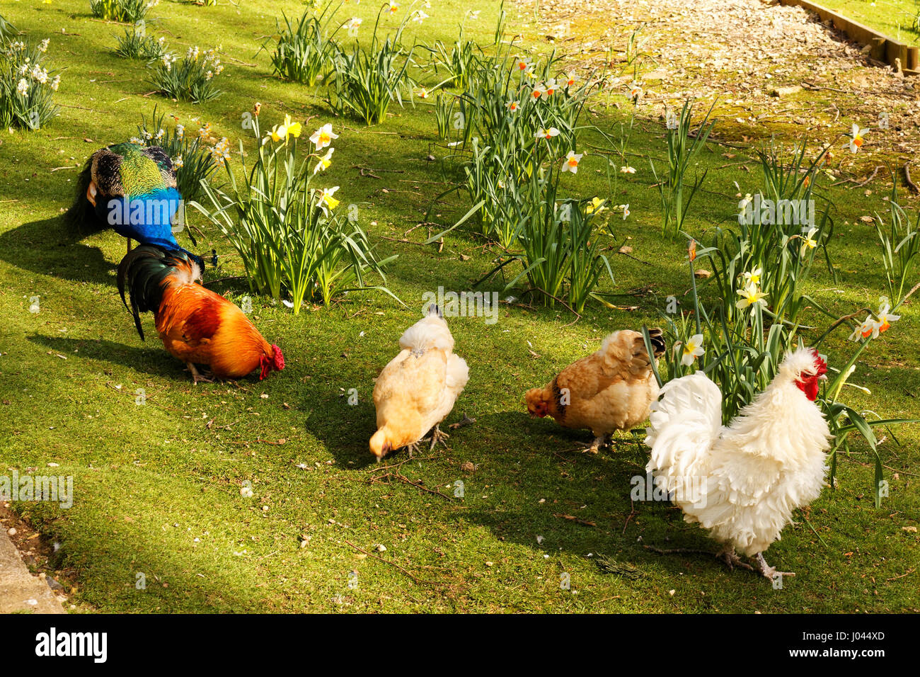 Free range chicken, rooster and peacock Stock Photo - Alamy
