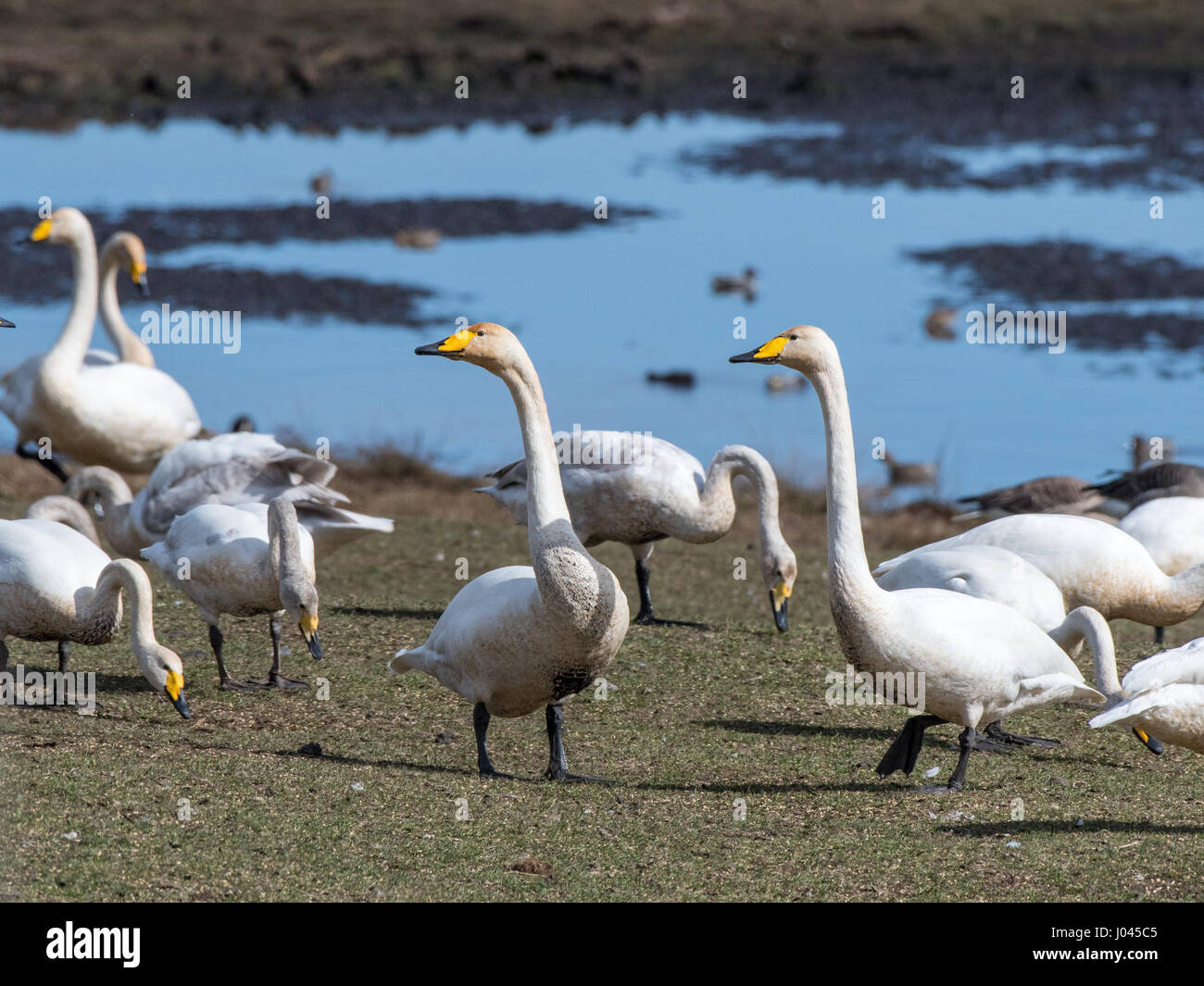 World migration hi-res stock photography and images - Alamy