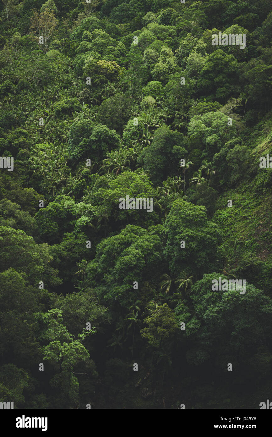 Thick Tropical Rainforest Trees Stock Photo - Alamy