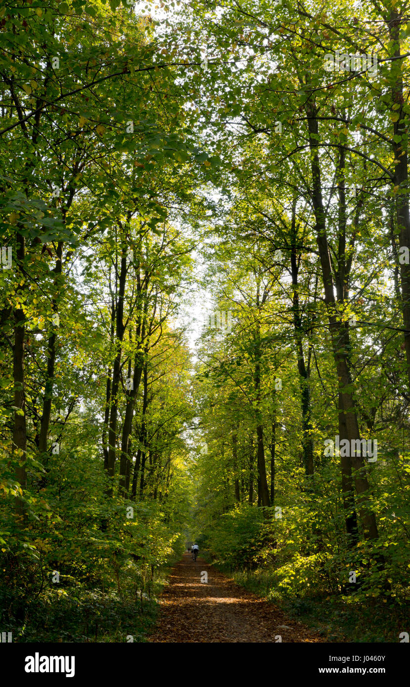 Europe, UK, England, Surrey forest track Stock Photo - Alamy