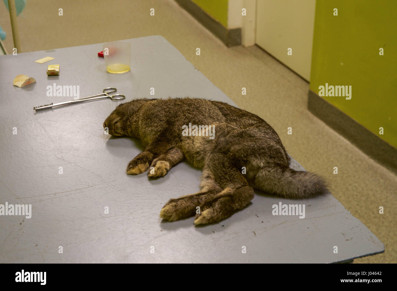 Operating room surgery hi-res stock photography and images - Alamy