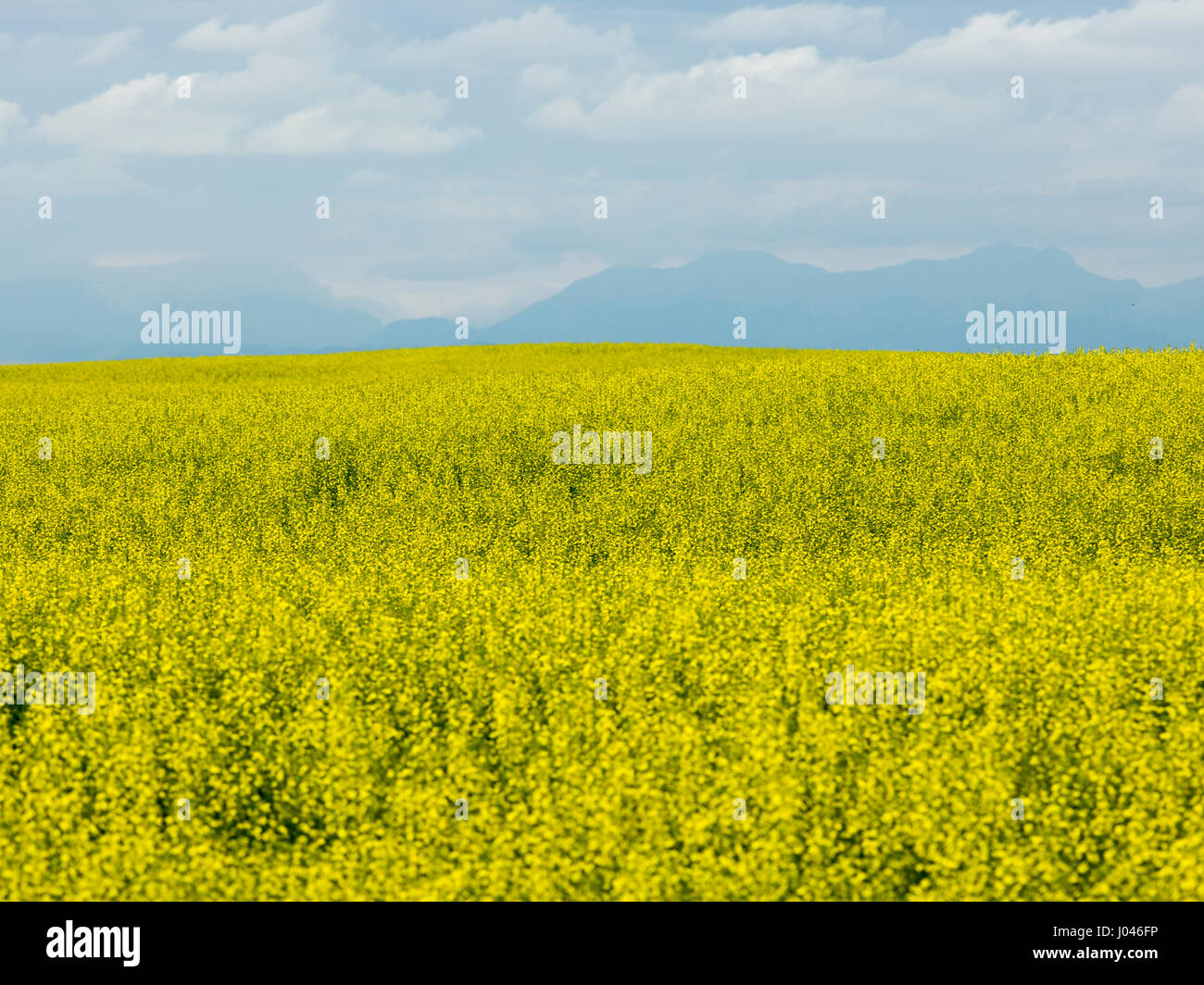 Field of canola in bloom, Pincher Creek, Southern Alberta, Alberta ...