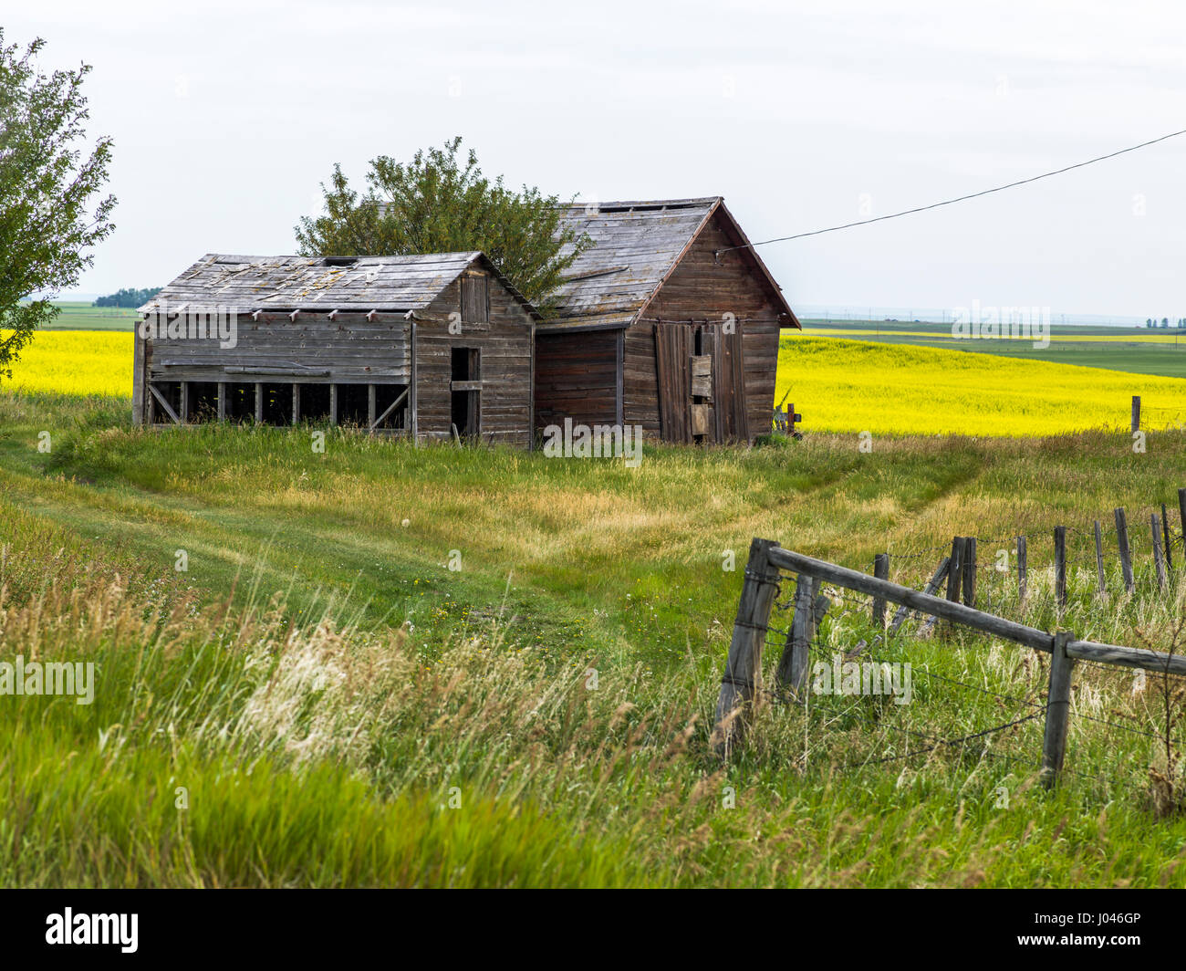 Abandoned barns at farm, Southern Alberta, Alberta, Canada Stock Photo ...