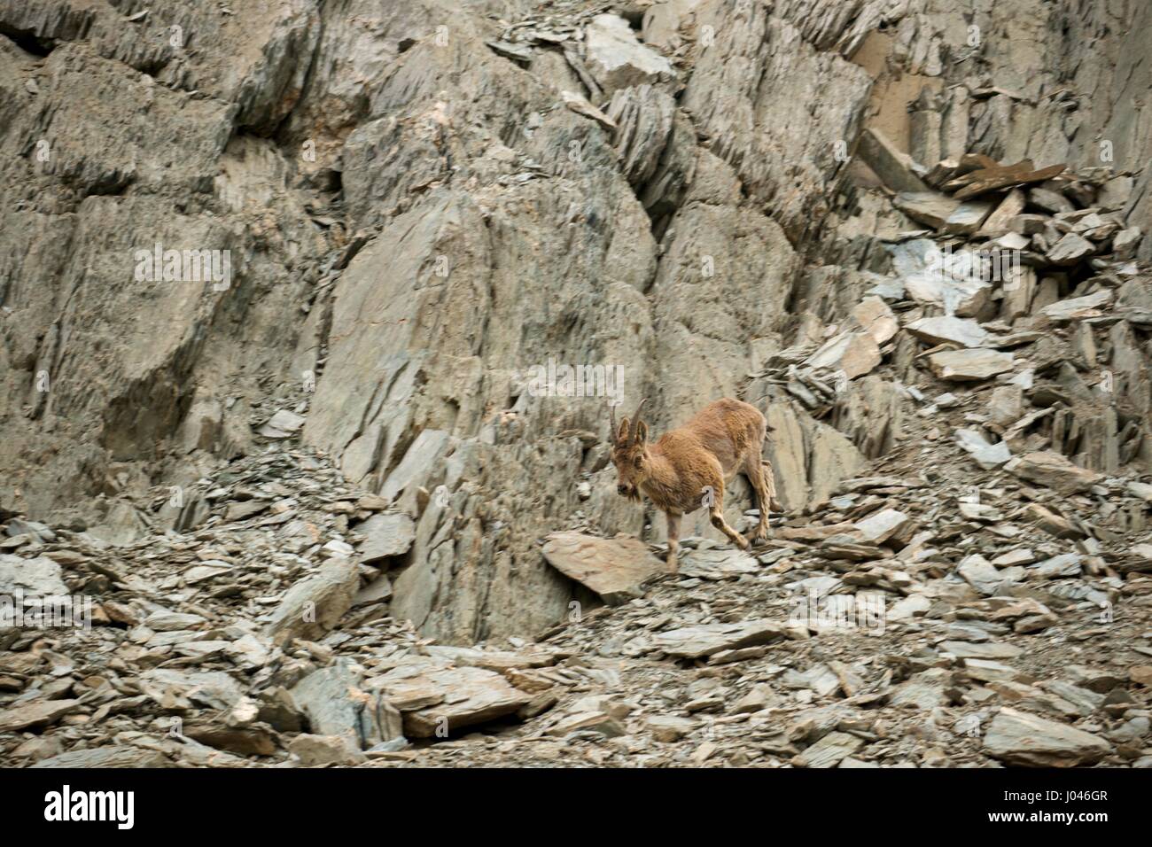 Mountain goat descends on stones Stock Photo - Alamy