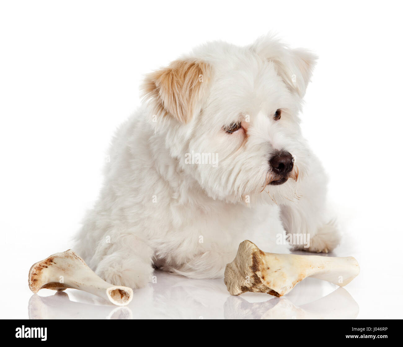 dog with bone isolated on white background Stock Photo - Alamy