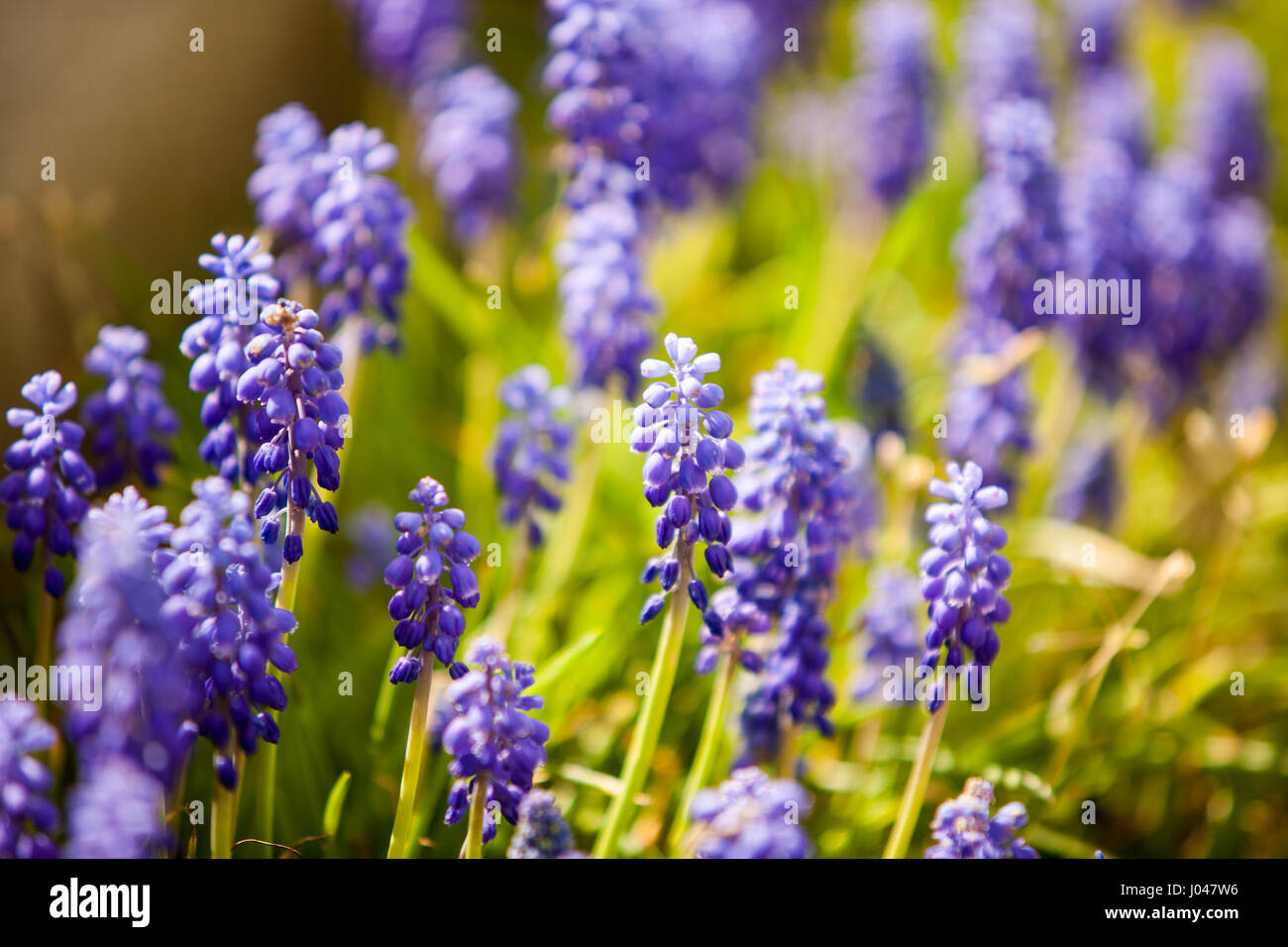 Beautiful blue wild flowers in close up Stock Photo - Alamy