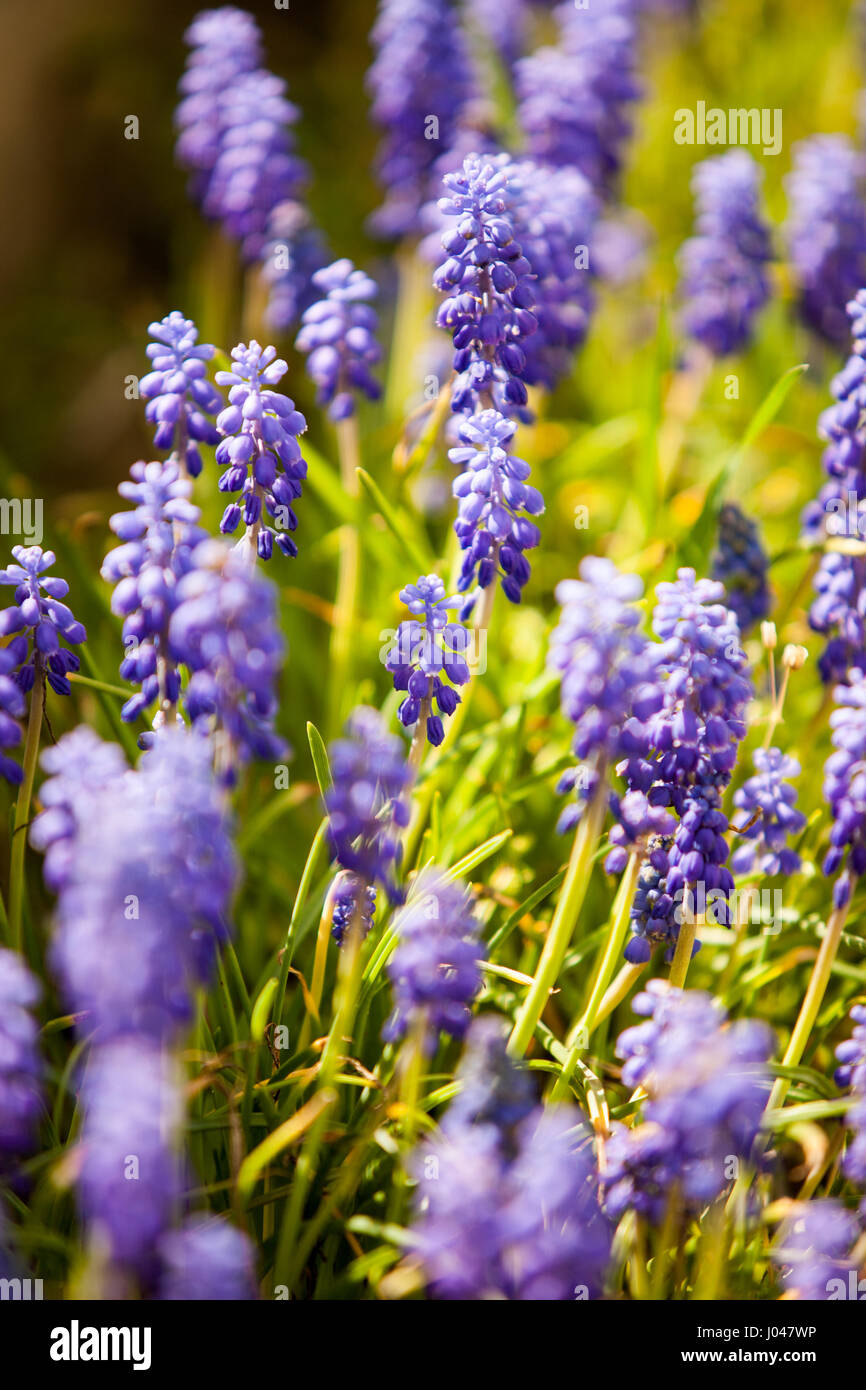 Beautiful blue wild flowers hi-res stock photography and images - Alamy