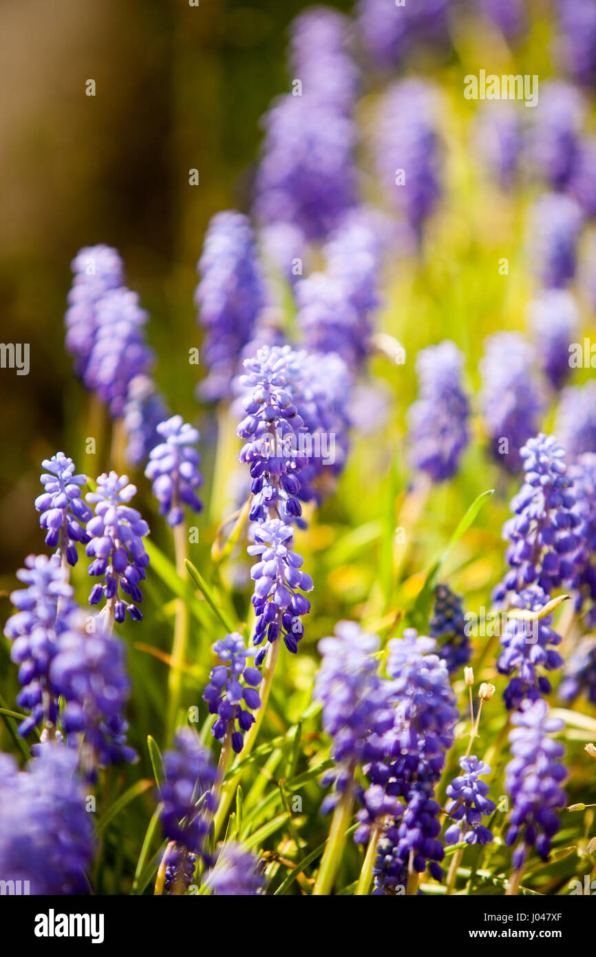 Beautiful blue wild flowers hi-res stock photography and images - Alamy