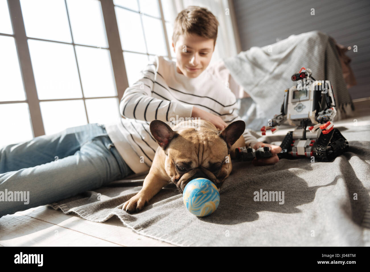 Little dog with straight ears playing with ball Stock Photo - Alamy