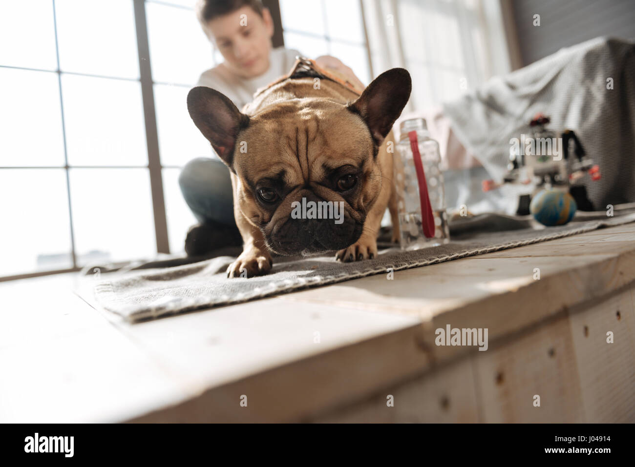 Ears upright hi-res stock photography and images - Alamy
