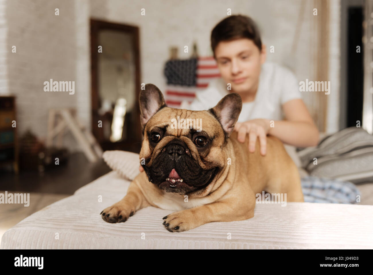 Close up photo of pug dog looking forward Stock Photo - Alamy