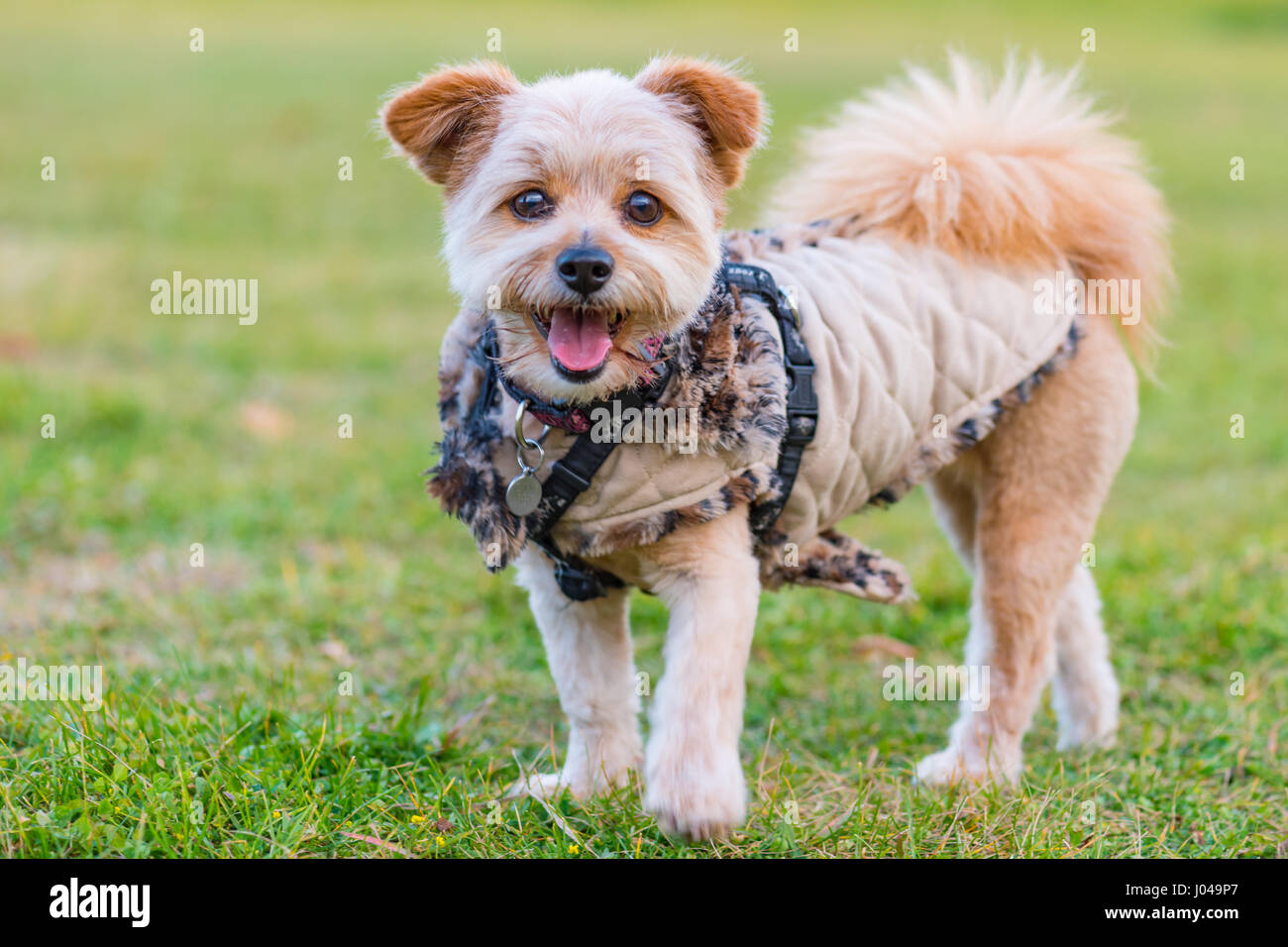 Adorable toy puppy dog playing at a city park in Autumn Stock Photo - Alamy