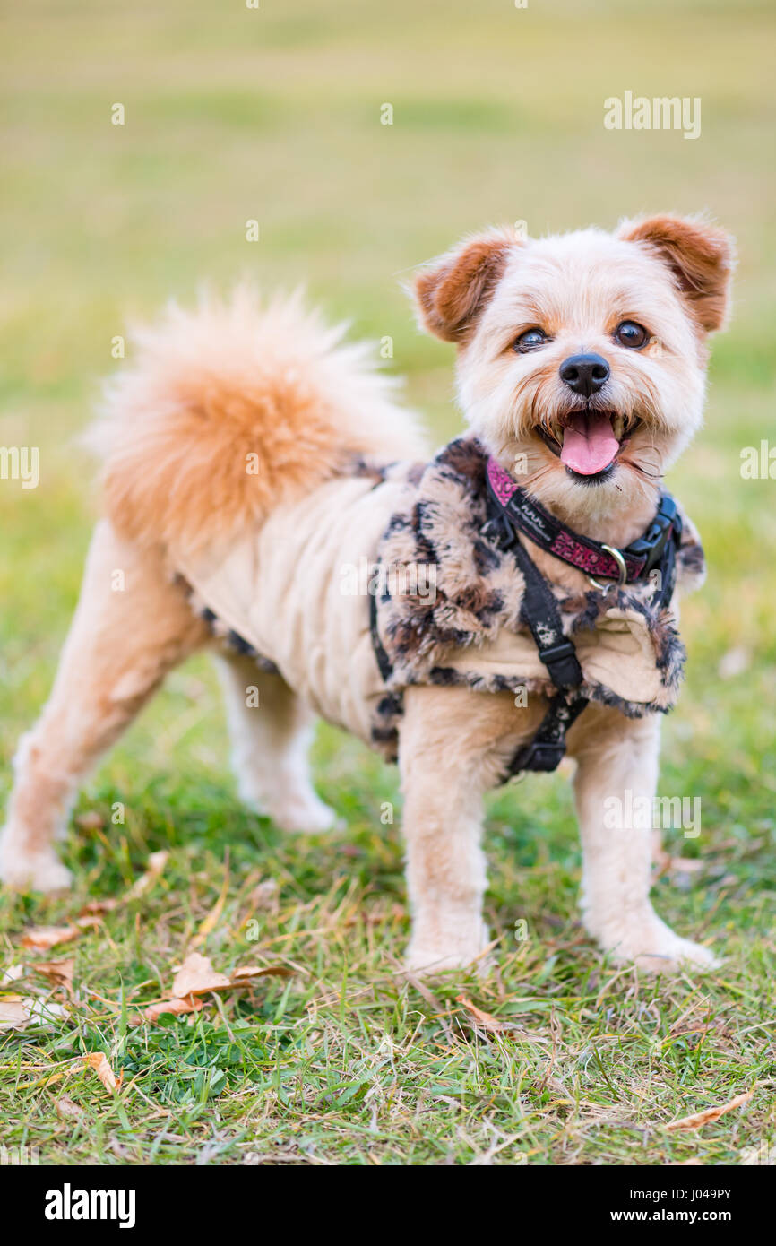 Adorable toy puppy dog playing at a city park in Autumn Stock Photo - Alamy