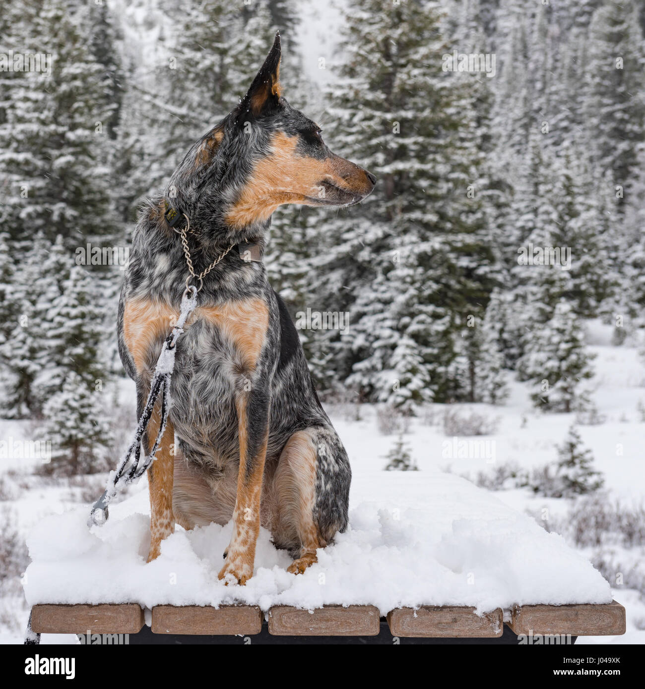 Blue Heeler dog playing in a snowy mountain forest Stock Photo - Alamy
