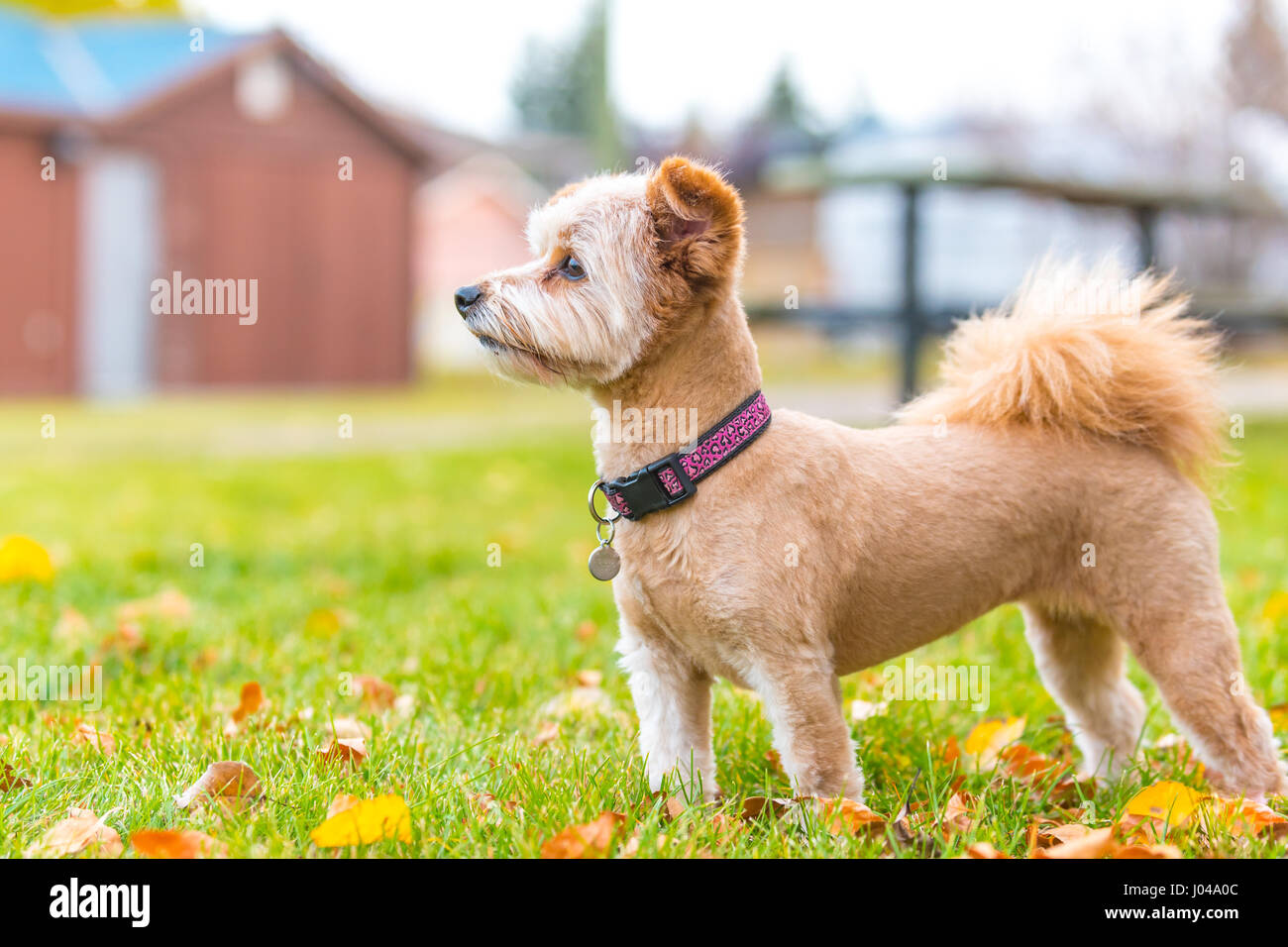Adorable toy puppy dog playing at a city park in Autumn Stock Photo - Alamy