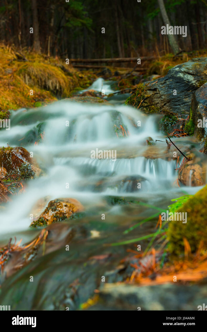 Cascading spring creek flowing through the forest, Alberta Canada Stock ...