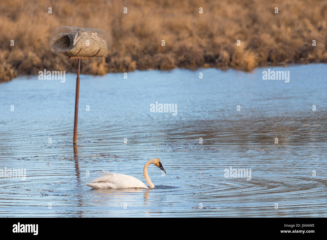 Trumpeter Swan under a waterfowl nesting platform in a prairie lake in ...