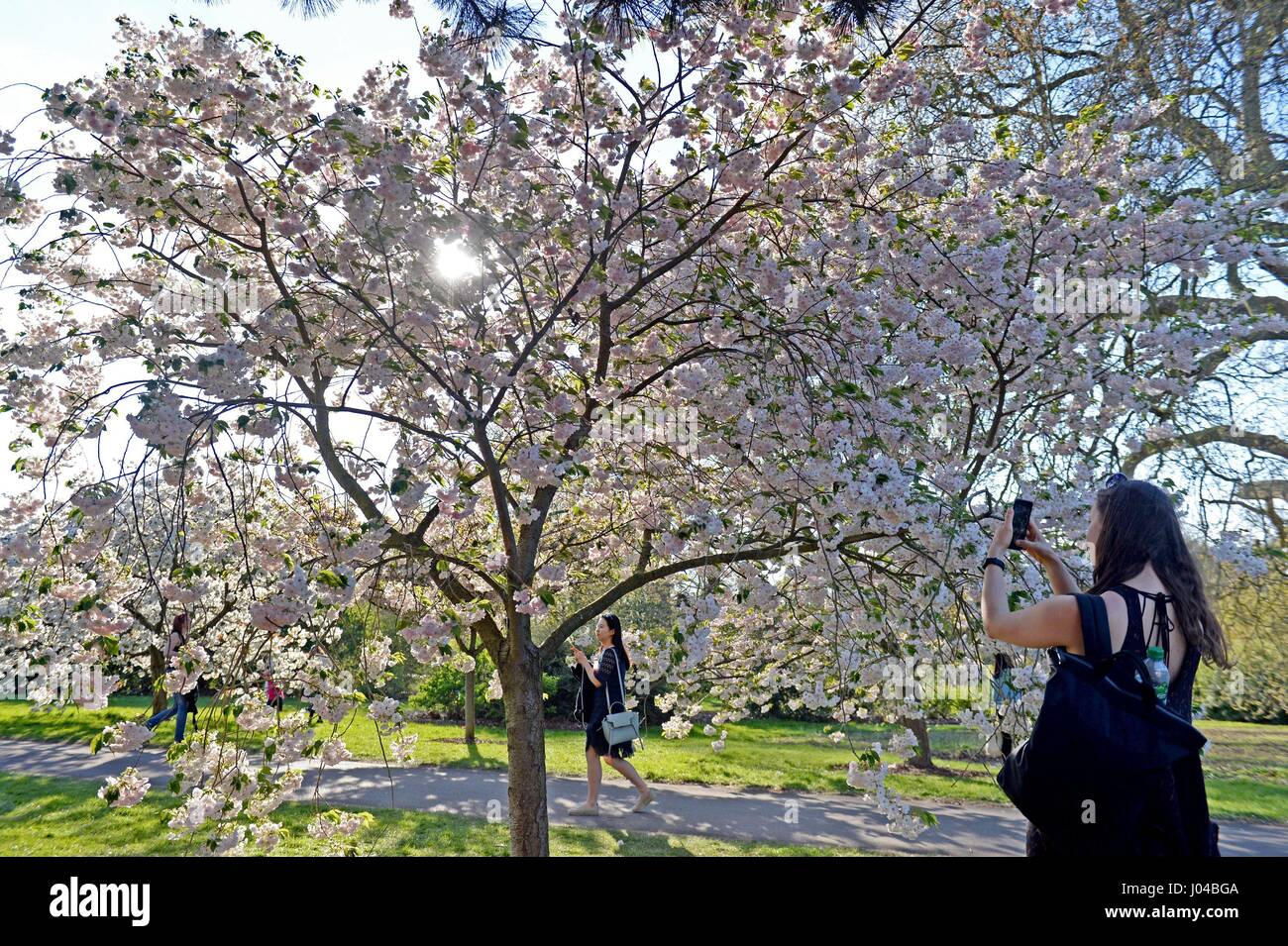 A woman takes a photo of cherry blossom in Kew Gardens, London, on what ...