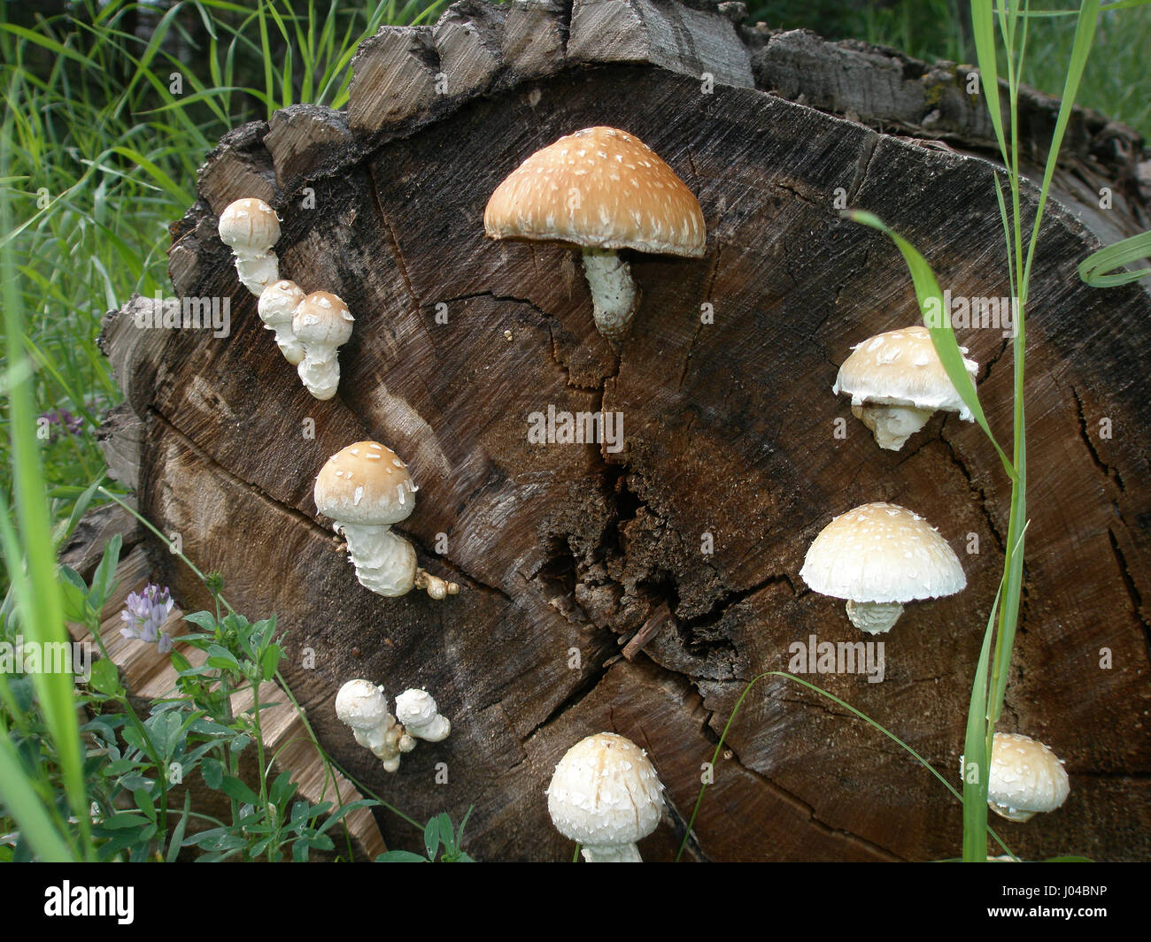 Growing from tree stump hi-res stock photography and images - Alamy