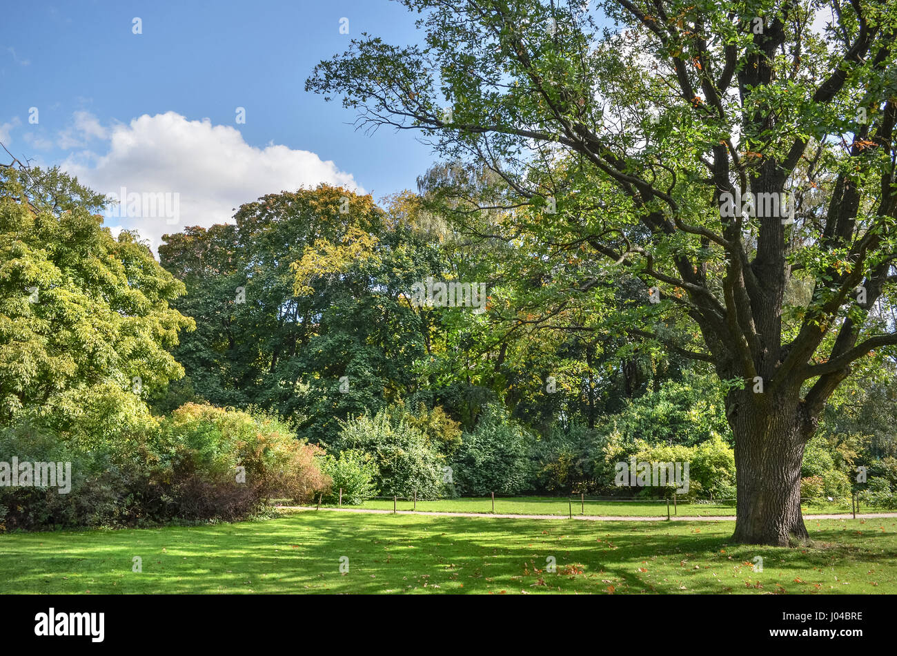 Green lawn and bush, right black tree Stock Photo - Alamy
