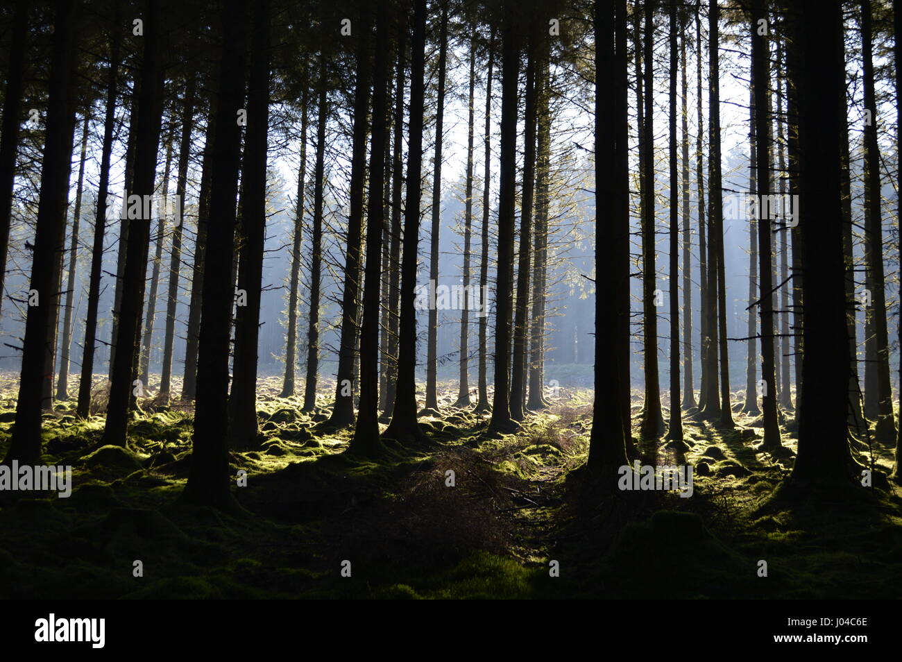 Sunlight shining through Fernworthy Forest in Dartmoor, Devon Stock ...
