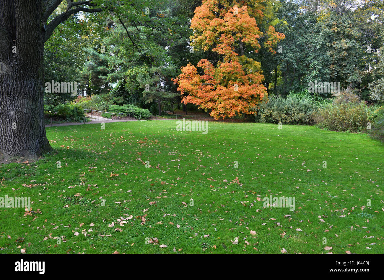 Green lawn and bush, black tree Stock Photo - Alamy