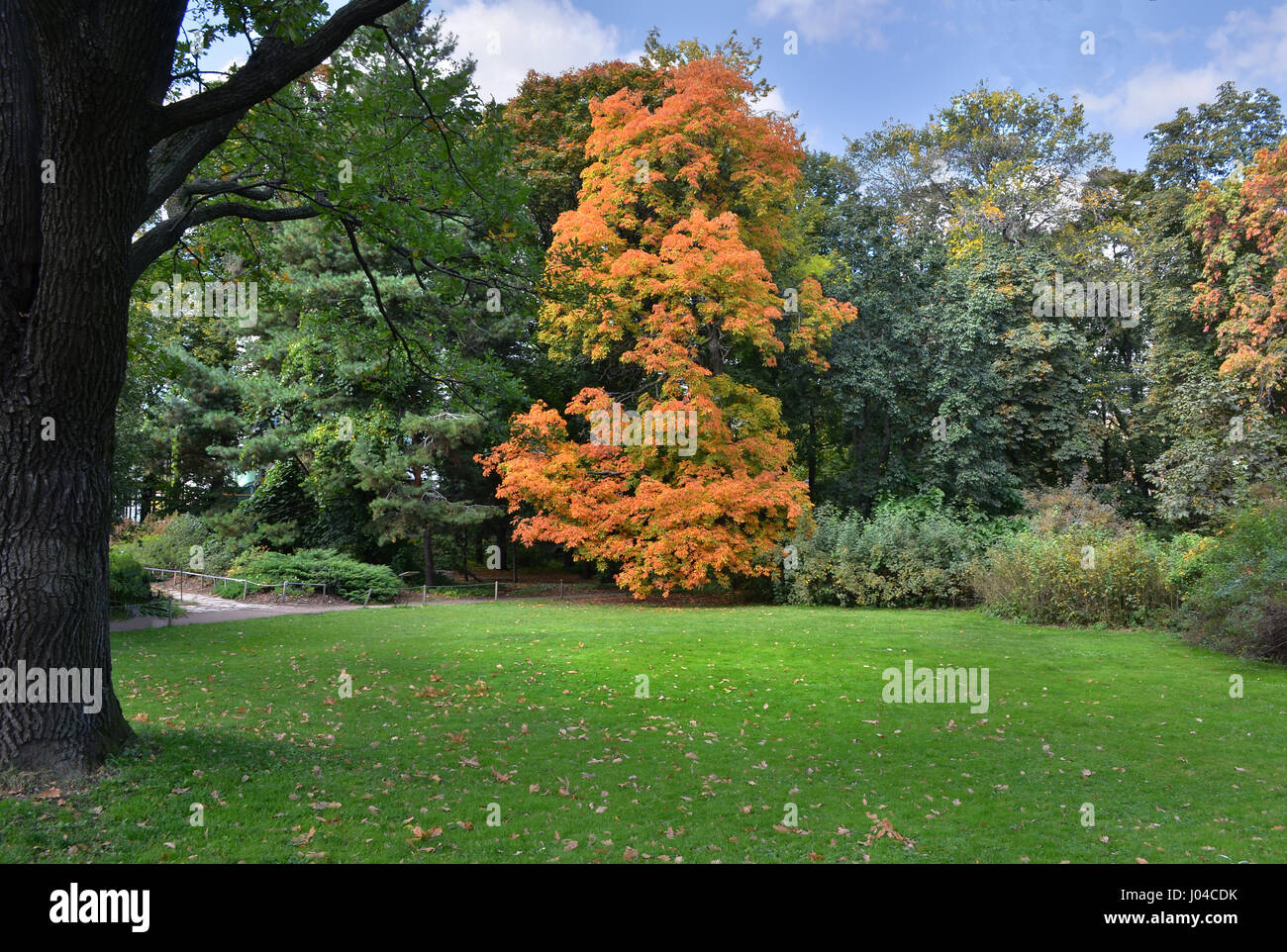 Green lawn and bush, black tree Stock Photo - Alamy