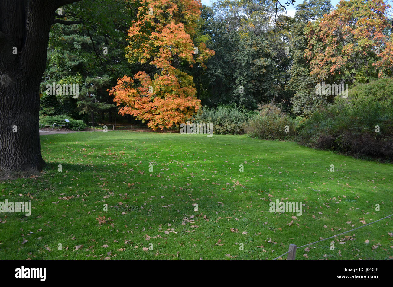 Green lawn and bush, black tree Stock Photo - Alamy