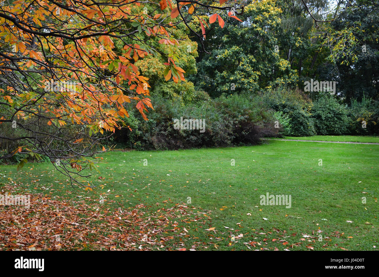 Green lawn and bush, black tree Stock Photo - Alamy