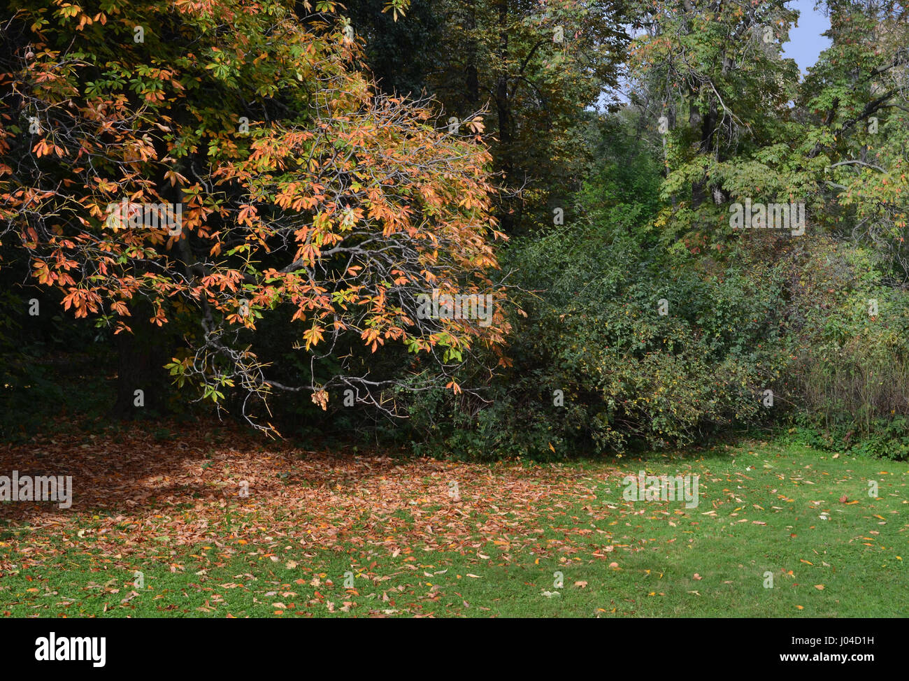 Green lawn and bush, black tree Stock Photo - Alamy