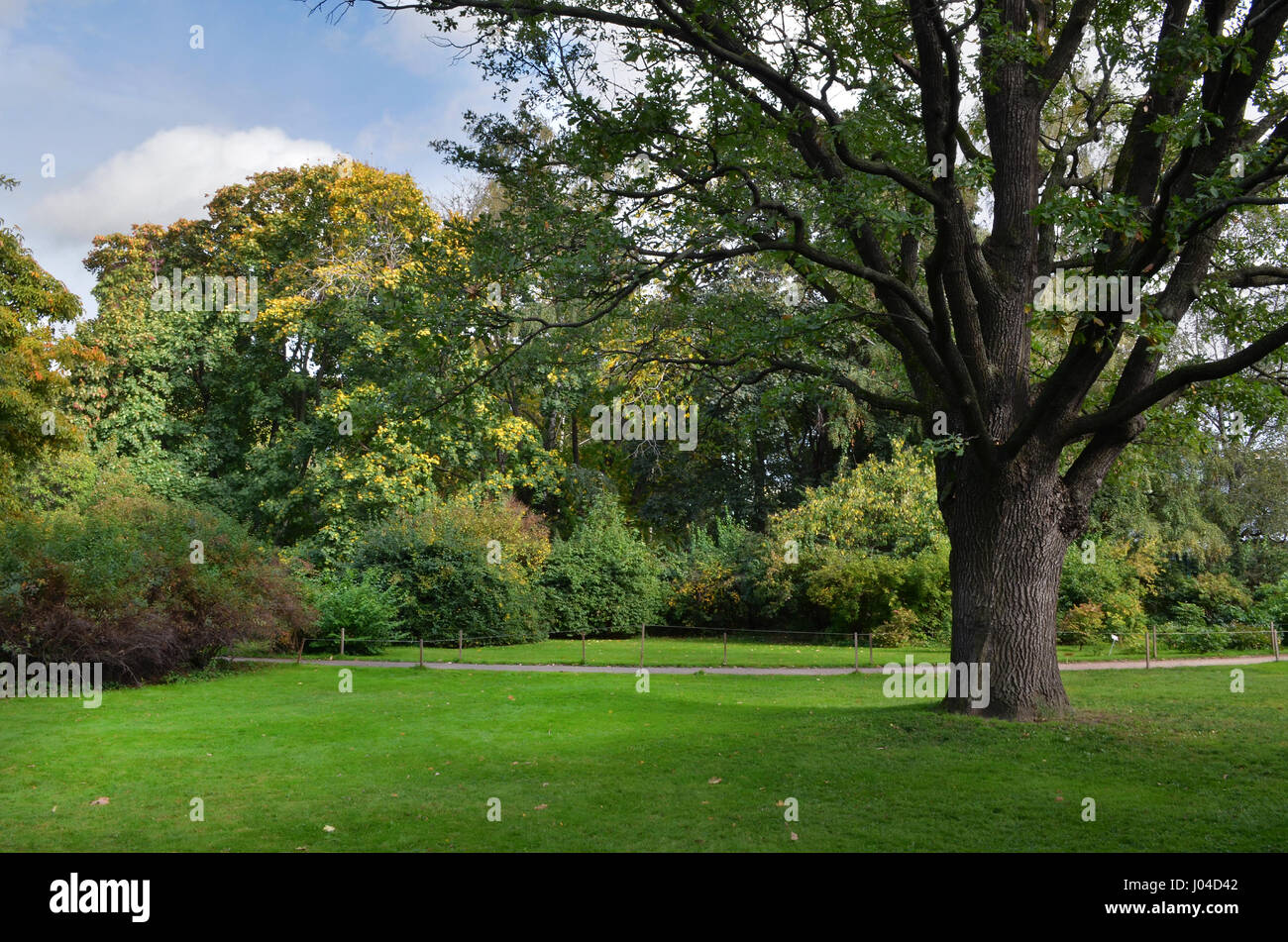 Green lawn and bush, black tree Stock Photo - Alamy
