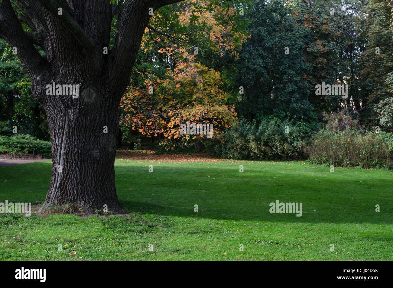 Green lawn and bush, black tree Stock Photo - Alamy