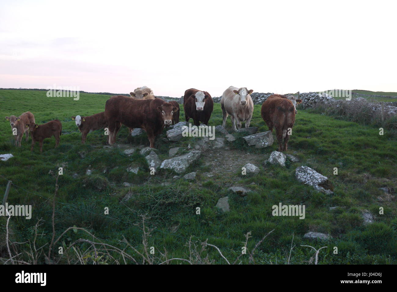 Ireland farm animals hi-res stock photography and images - Alamy
