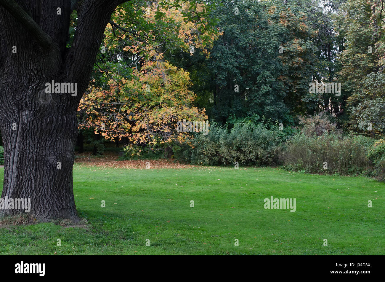 Green lawn and bush, black tree Stock Photo - Alamy