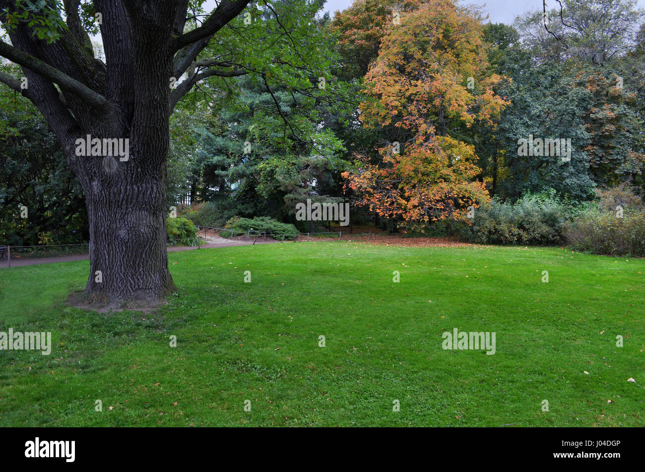 Green lawn and bush, black tree Stock Photo - Alamy