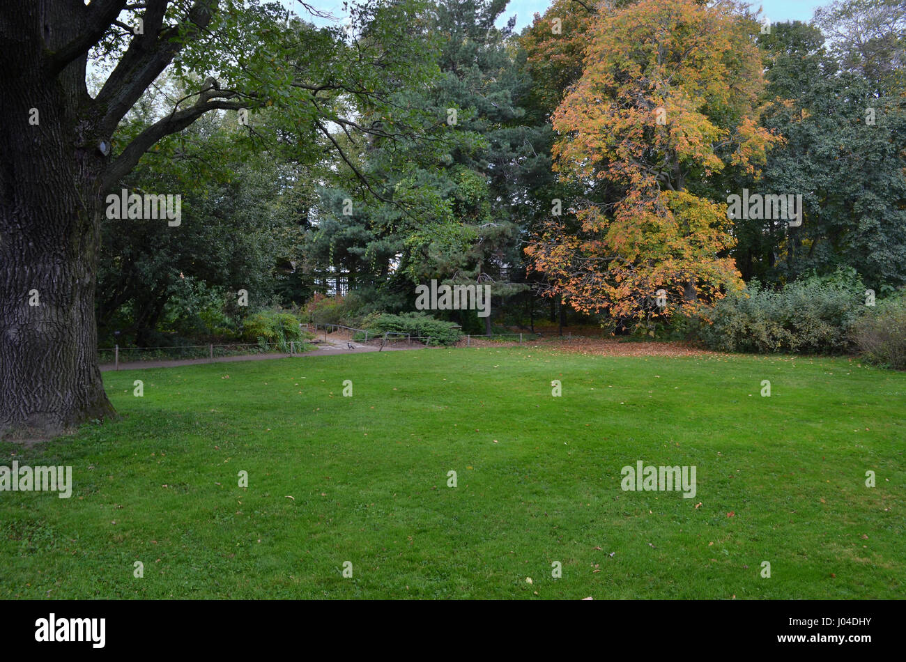 Green lawn and bush, black tree Stock Photo - Alamy