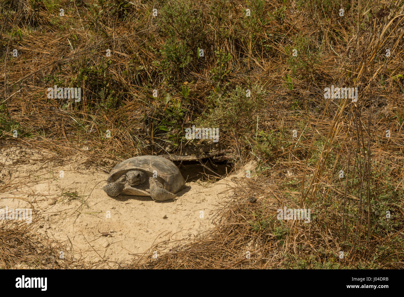 A Gopher Tortoise emerging from it's burrow Stock Photo - Alamy