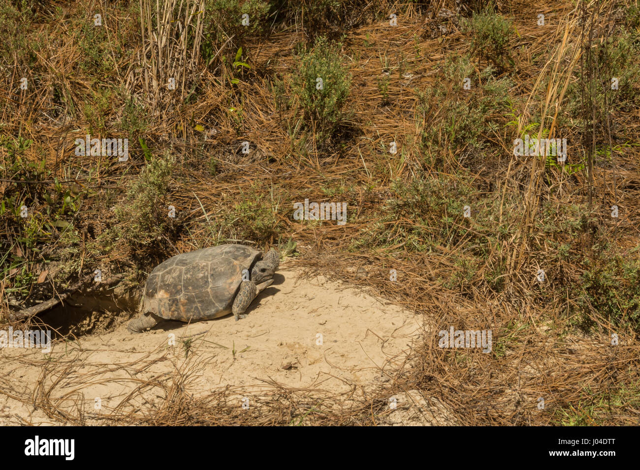 Florida gopher turtle hi-res stock photography and images - Alamy