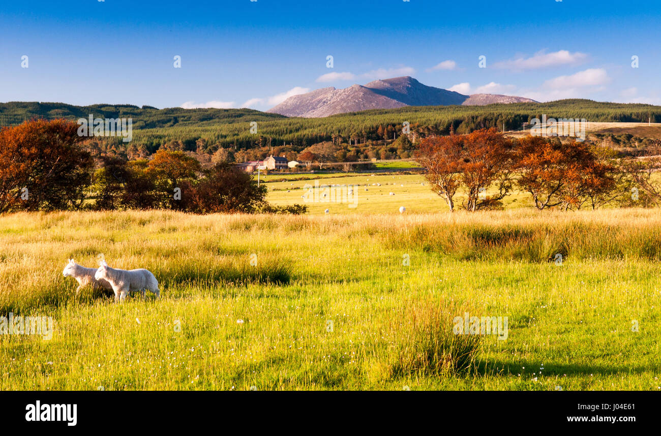 Scotlands forests hi-res stock photography and images - Alamy