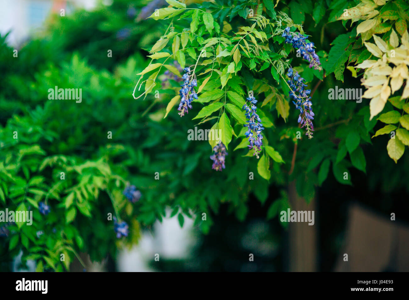 Flowering tree wisteria in Montenegro, the Adriatic and the Balk Stock ...