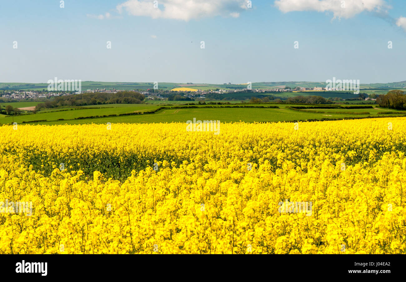 Fields of yellow oilseed rape flowers near Dorchester on the rolling ...
