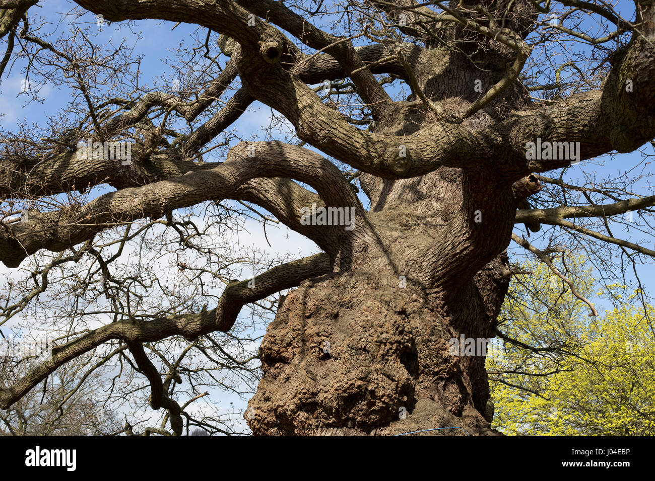 gnarly old tree against blue sky Stock Photo - Alamy