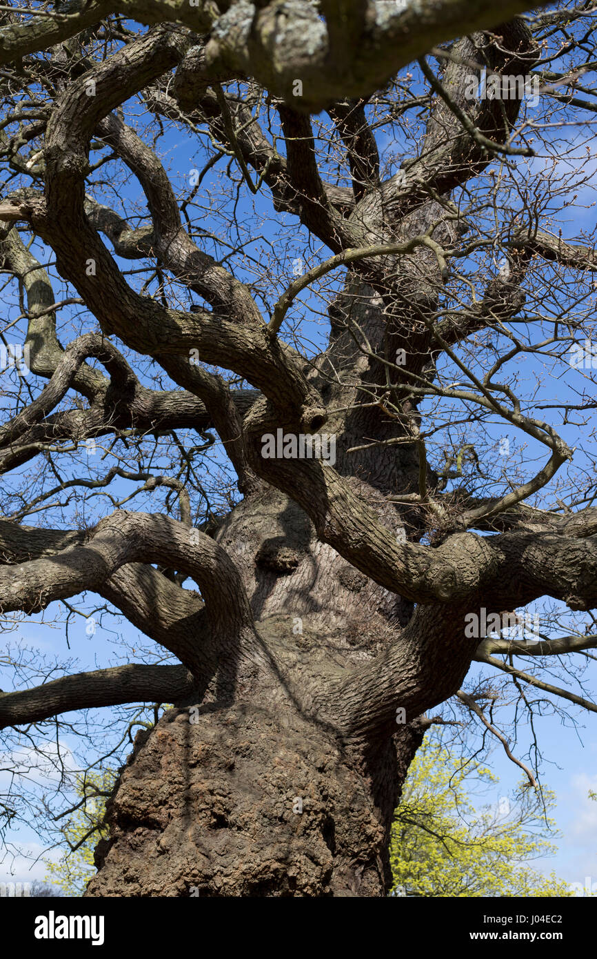 gnarly old tree against blue sky Stock Photo - Alamy