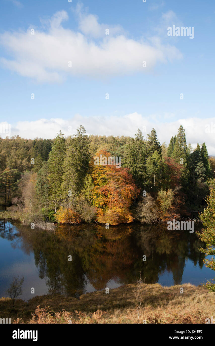 The wooded shoreline of Tarn Hows on a bright Autumn day lying between ...