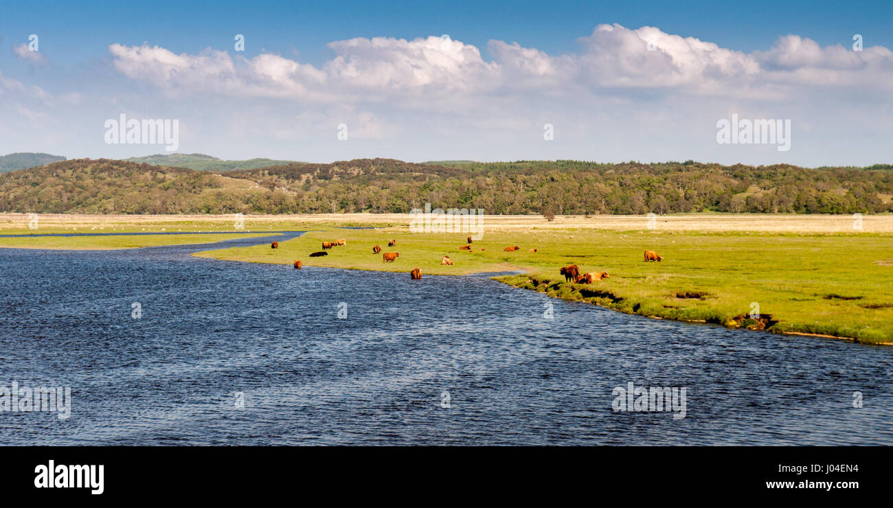 Cattle river hi-res stock photography and images - Alamy