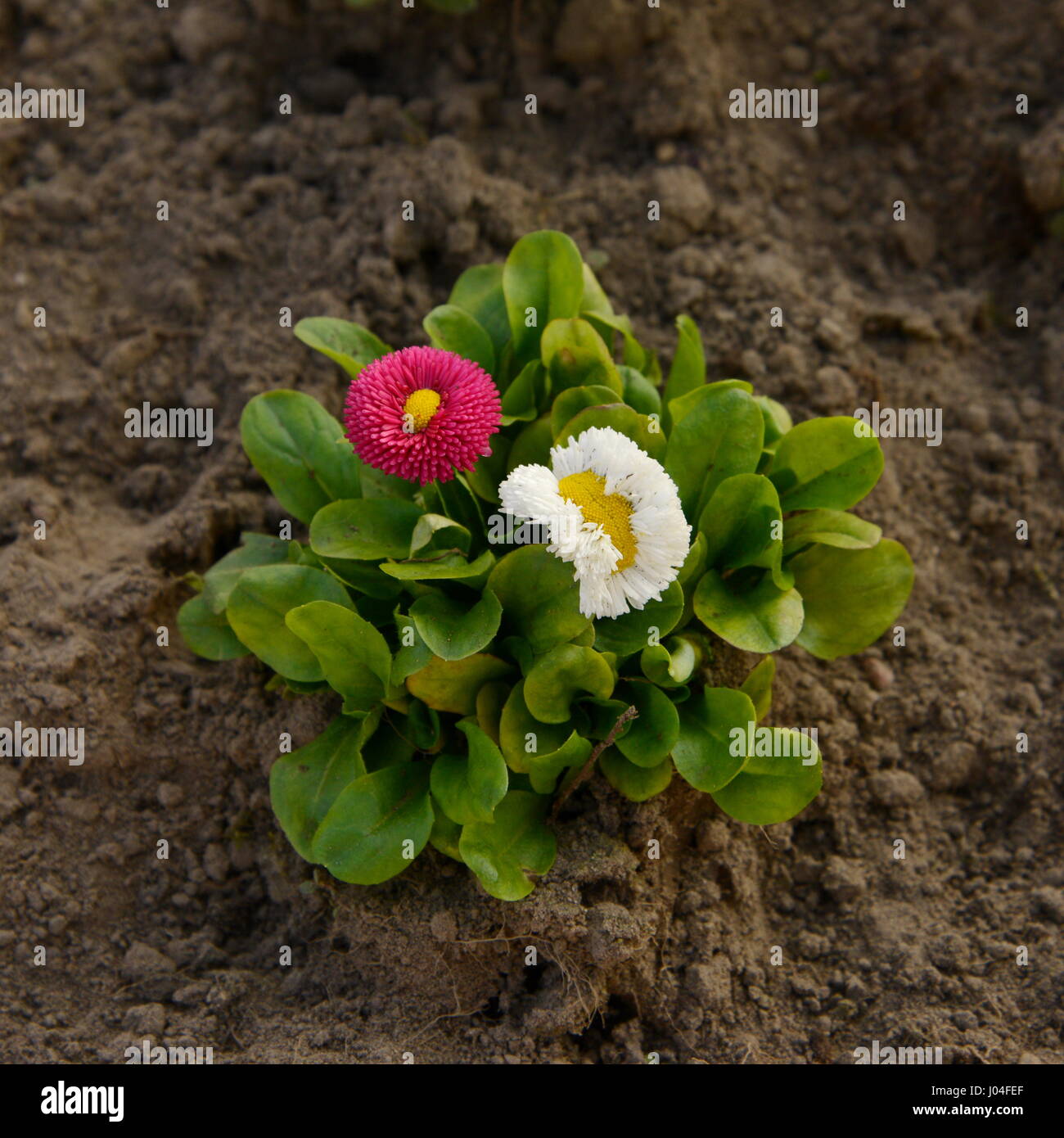 Spring new life hi-res stock photography and images - Alamy