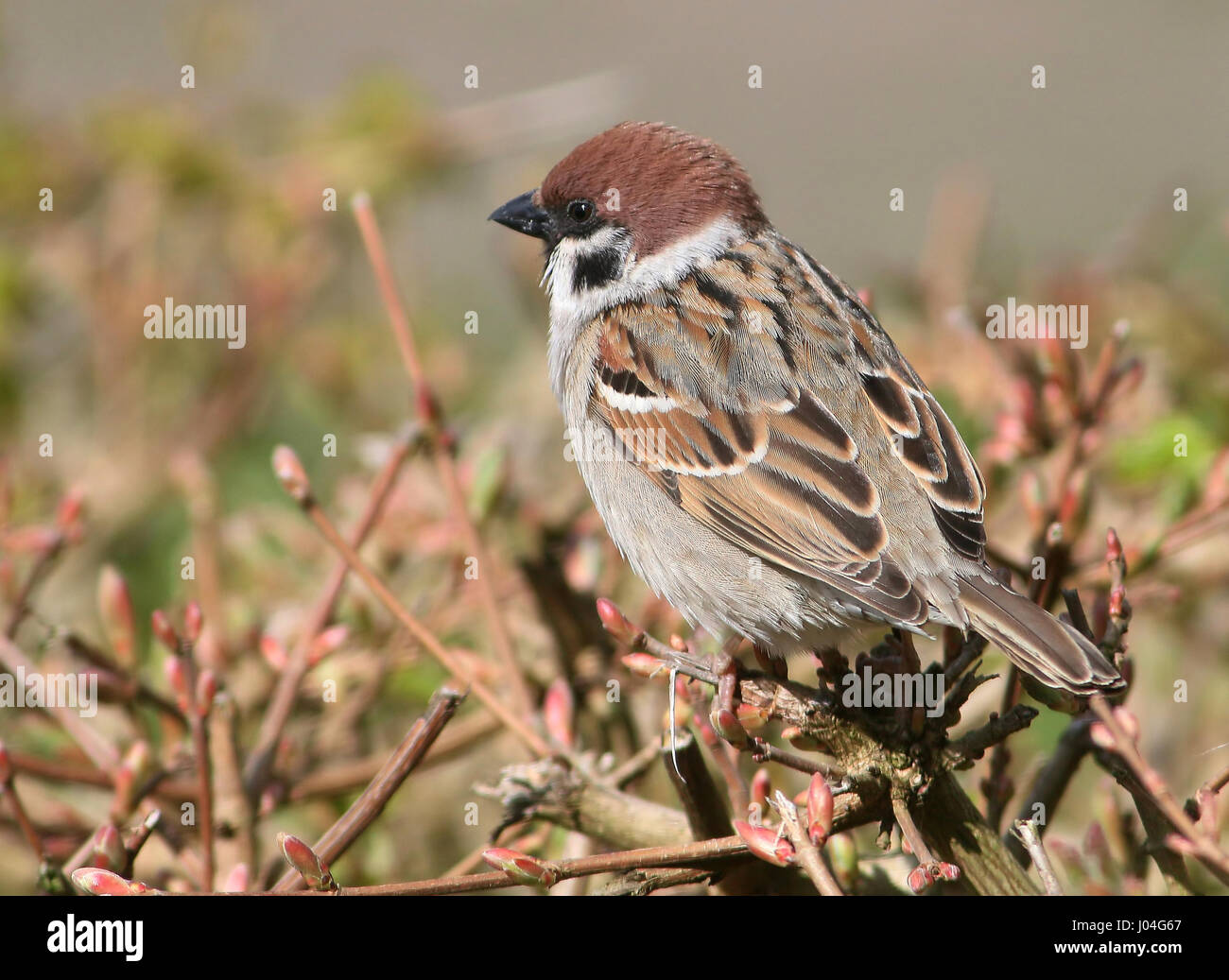 Eurasian tree sparrow (Passer montanus Stock Photo - Alamy