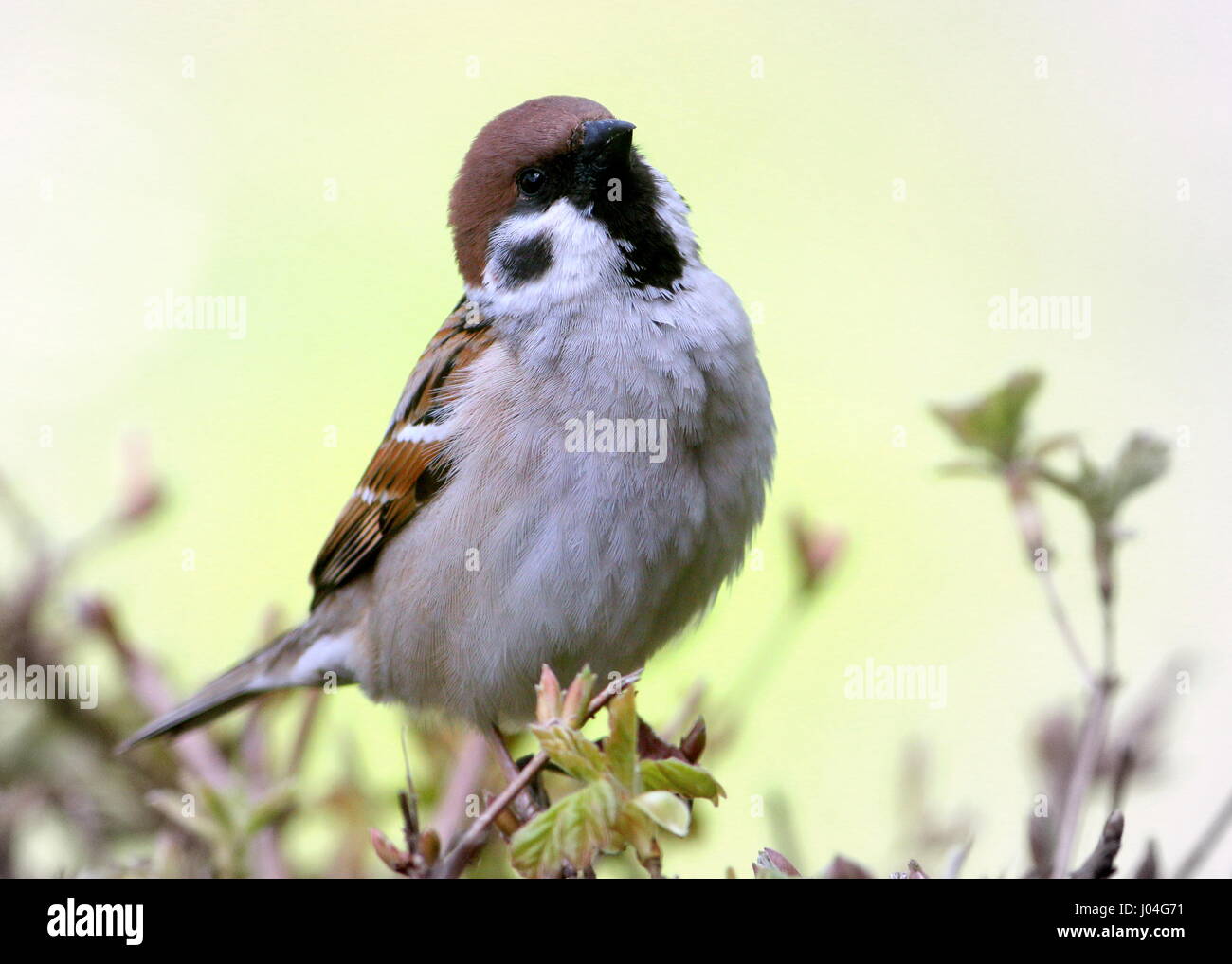 Eurasian tree sparrow (Passer montanus Stock Photo - Alamy