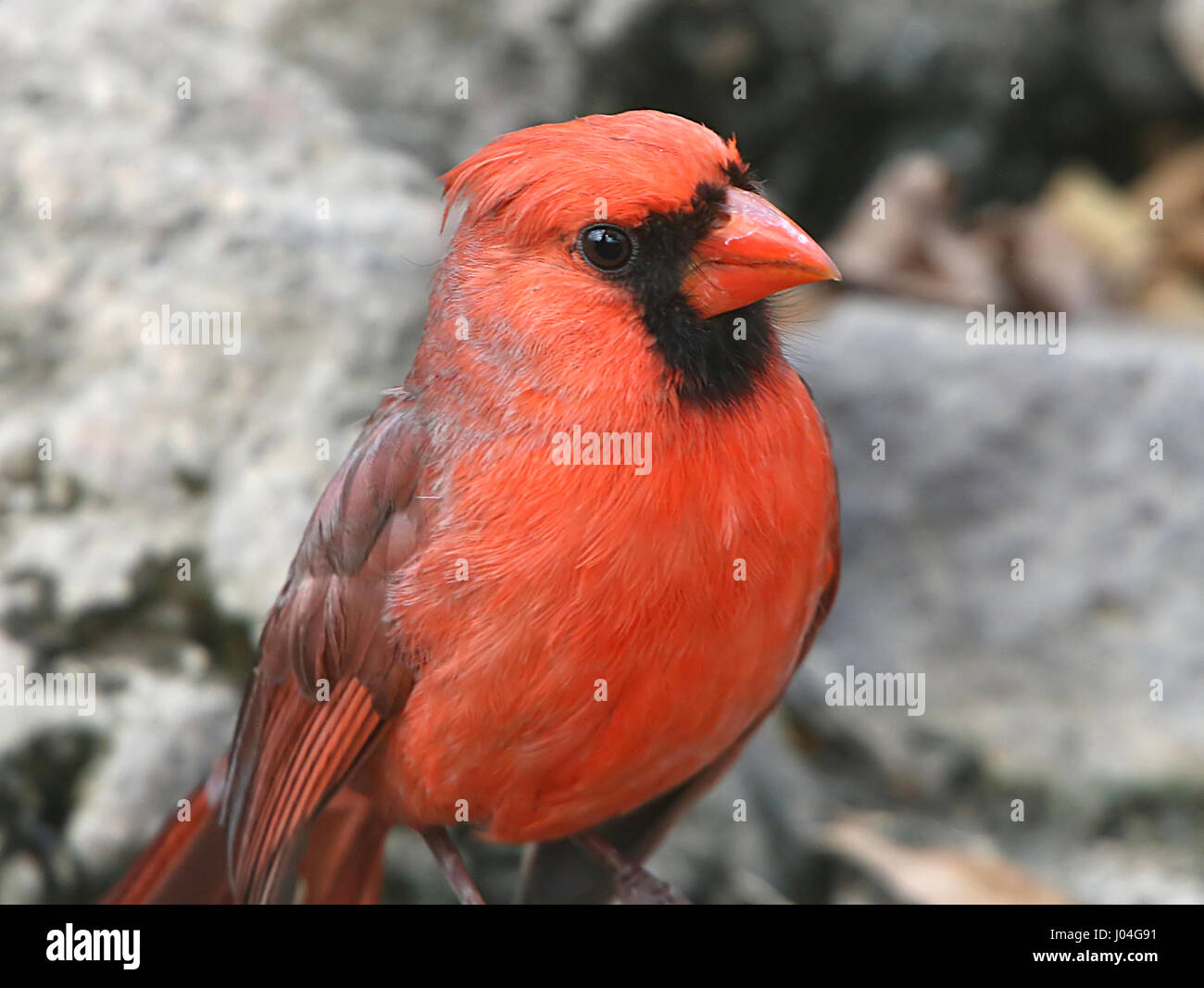 Rosso cardinale hi-res stock photography and images - Alamy
