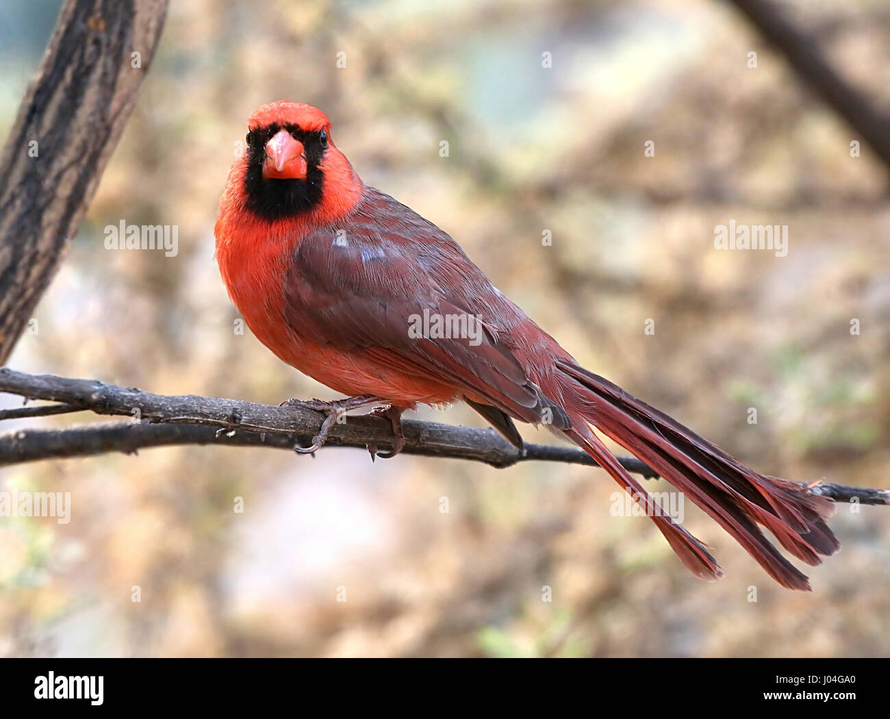 Male Northern or Red Cardinal (Cardinalis cardinalis Stock Photo - Alamy